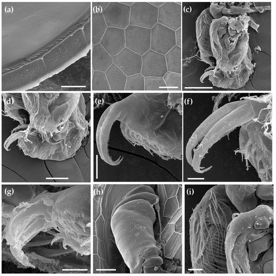 Cladocera (Crustacea: Branchiopoda) of Man-Made Lakes at the Northeast ...