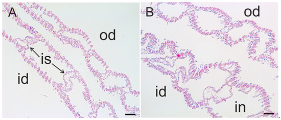 Reproductive Mode of Corbicula tobae (Martens, 1900): Brooding and ...
