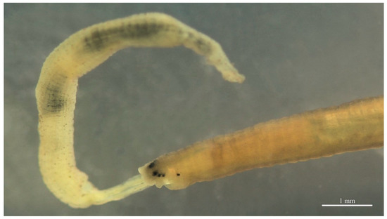 Ecology and Biology of the Rare Endemic Land Leech Xerobdella anulata ...