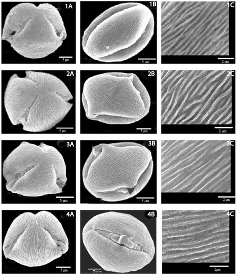 Pollen Morphology of Rosa sericea Complex and Their Taxonomic Contribution