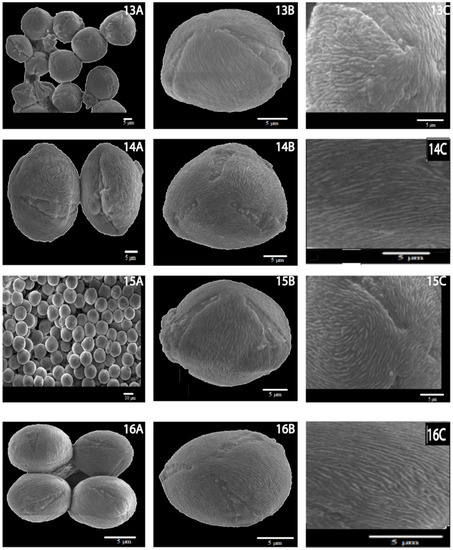 Pollen Morphology of Rosa sericea Complex and Their Taxonomic Contribution
