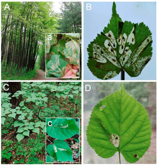 The Hymenopterous Parasitoids of the Lime Leaf Miner Phyllonorycter ...