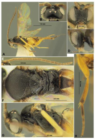 The Hymenopterous Parasitoids of the Lime Leaf Miner Phyllonorycter ...