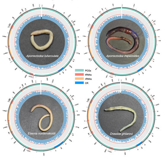 Characterization of 15 Earthworm Mitogenomes from Northeast China and ...
