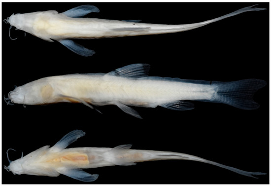 A New Locality for the Blind Loach, Eidinemacheilus smithi (Teleostei ...
