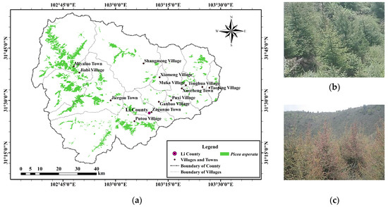 The Large-Scale Investigation and Analysis of Lophodermium piceae in ...