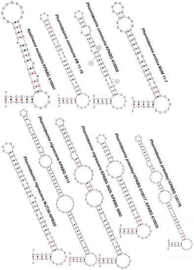 Review of the Cyanobacterial Genus Phormidesmis (Leptolyngbyaceae) with ...