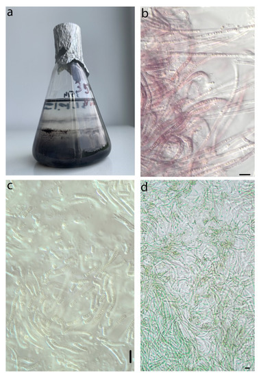 Review of the Cyanobacterial Genus Phormidesmis (Leptolyngbyaceae) with ...