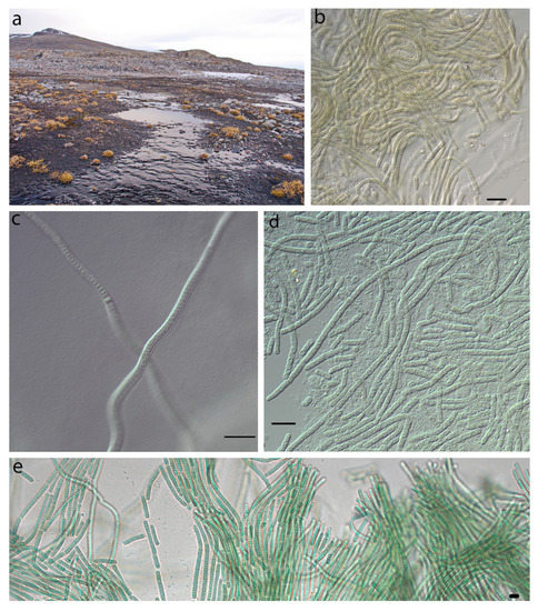 Review of the Cyanobacterial Genus Phormidesmis (Leptolyngbyaceae) with ...