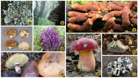 3 Types Of Fungi