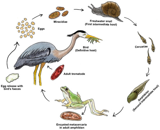 The Adaptive Host Manipulation Hypothesis: Parasites Modify the ...