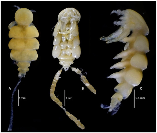 A New Species of Parasitic Copepod, Nemesis santhadevii ...
