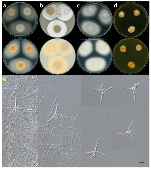 New Records of the Psychrophilic Tetracladium Species Isolated from ...