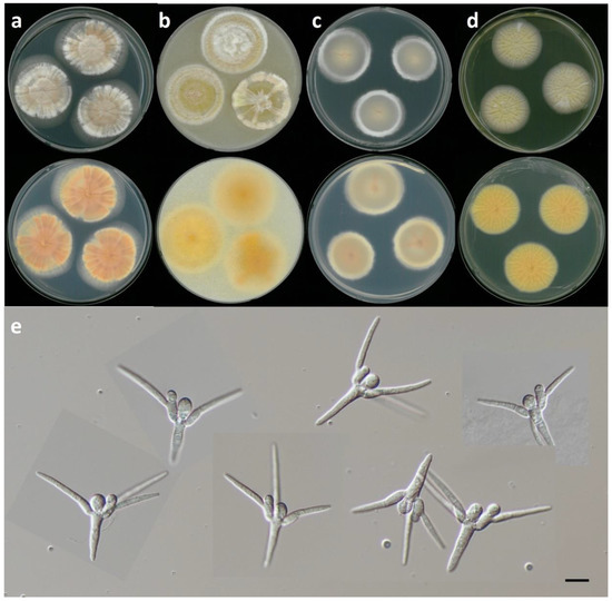 New Records of the Psychrophilic Tetracladium Species Isolated from ...