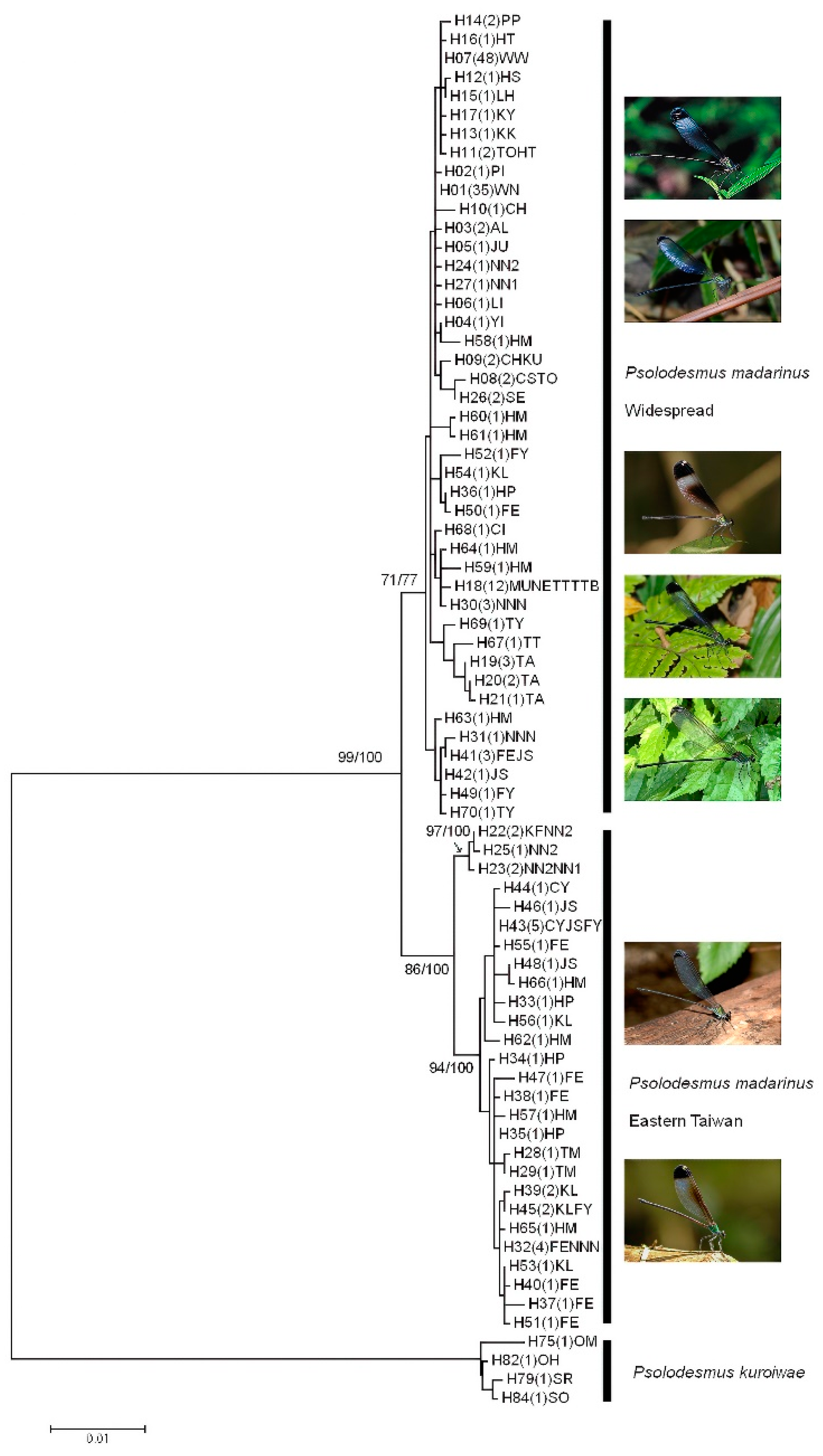 Diversity | Free Full-Text | Testing the Effect of Sampling Effort on ...