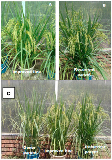 Diversity | Free Full-Text | Genotypic and Phenotypic Selection of ...
