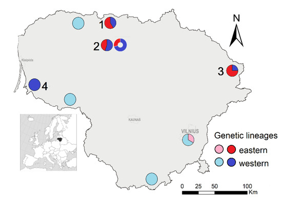 The Spatial Pattern of the Two Genetic Lineages of the Field Vole in ...