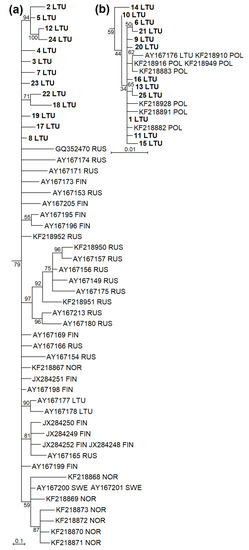 The Spatial Pattern of the Two Genetic Lineages of the Field Vole in ...