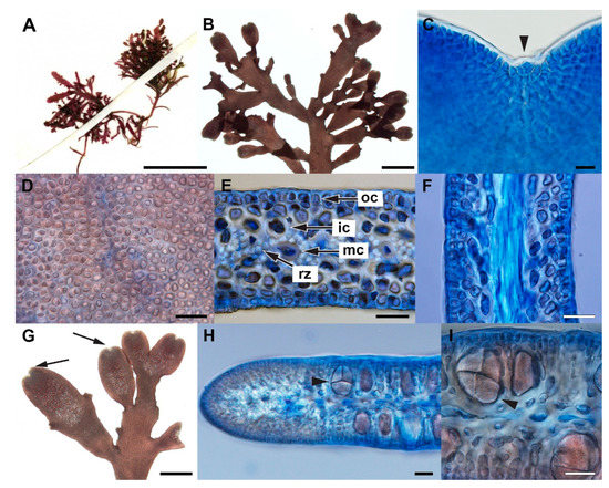 Diversity | Free Full-Text | Species Diversity of Gelidium from ...