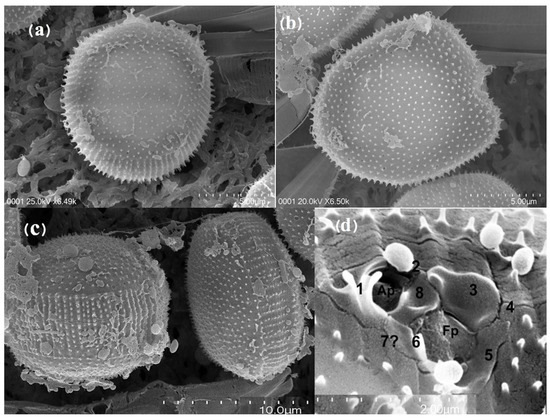 Bloom of Prorocentrum cordatum in Paracas Bay, Peru