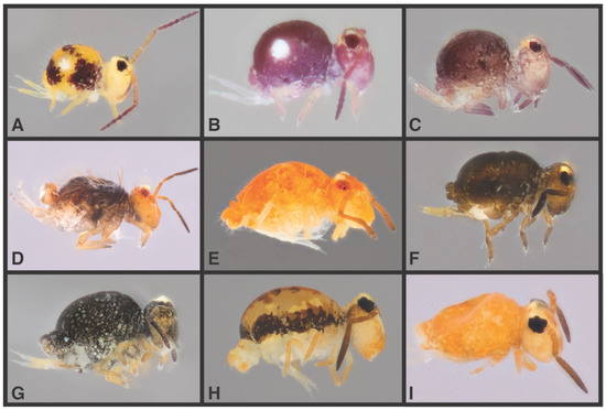 Specific and Intraspecific Diversity of Symphypleona and Neelipleona ...