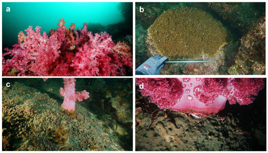 An Encrusting Hard Coral Enclosing Soft Coral in the High-Latitude Asia ...