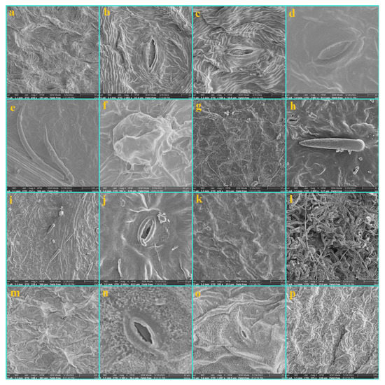 Diversity | Free Full-Text | Leaf Epidermal Traits of Selected ...