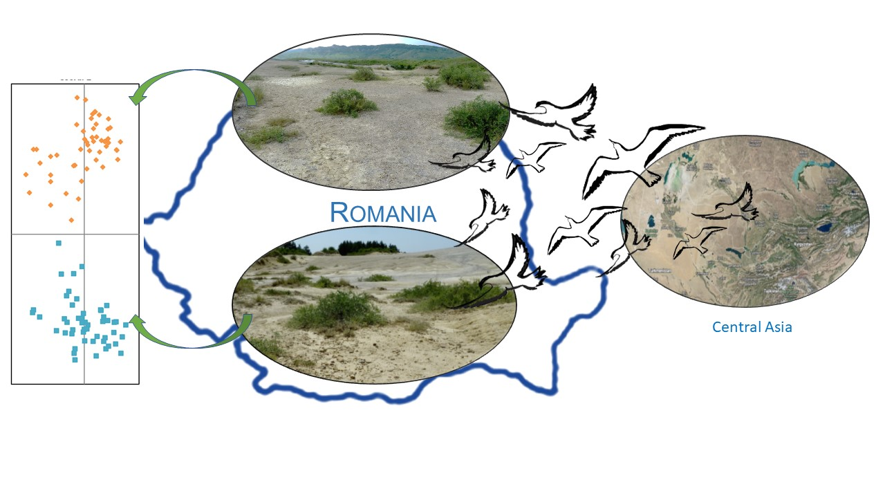Diversity | Free Full-Text | Genetic Diversity in Marginal Populations ...