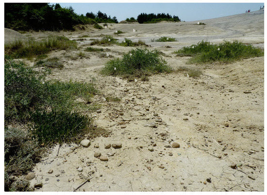 Genetic Diversity in Marginal Populations of Nitraria schoberi L. from ...