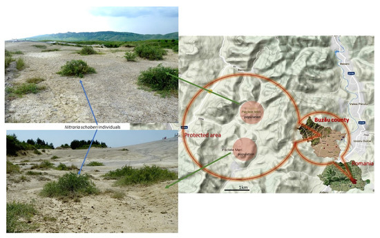 Genetic Diversity in Marginal Populations of Nitraria schoberi L. from ...