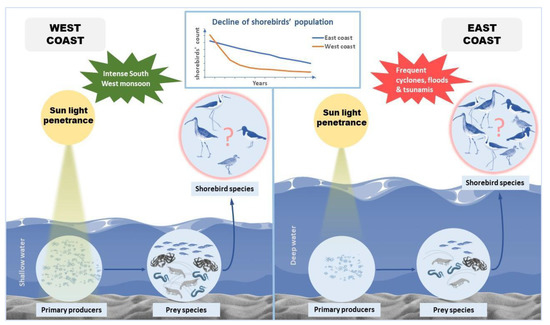 The Paradox of Shorebird Diversity and Abundance in the West Coast and ...