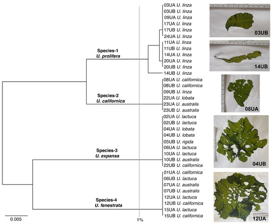 A Demonstration of DNA Barcoding-Based Identification of Blade-Form Ulva (Ulvophyceae ...