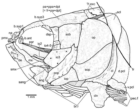 Osteichthyan Fishes from the uppermost Norian (Triassic) of the ...