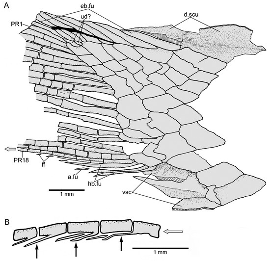 Osteichthyan Fishes from the uppermost Norian (Triassic) of the ...