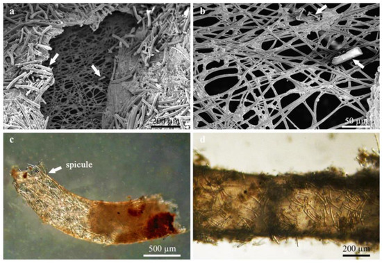 Aquatic Insects in Habitat-Forming Sponges: The Case of the Lower ...