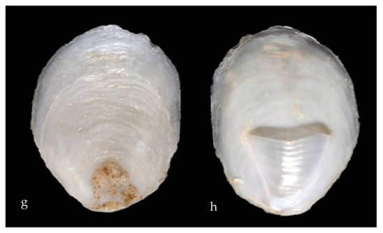 Diversity and Life-Cycle Analysis of Pacific Ocean Zooplankton by ...