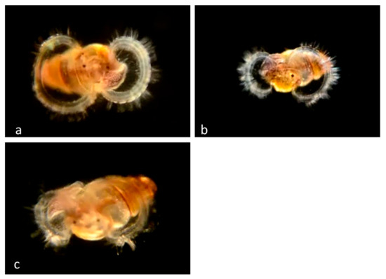 Diversity and Life-Cycle Analysis of Pacific Ocean Zooplankton by ...