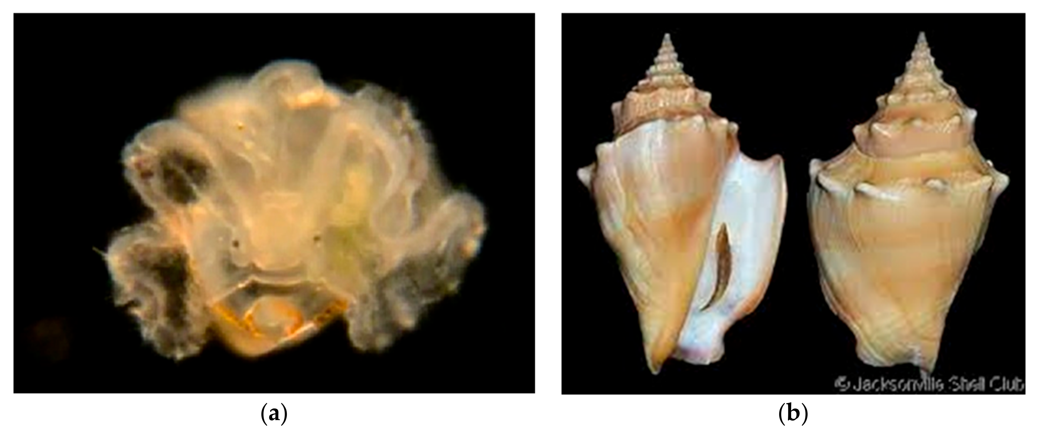 Diversity and Life-Cycle Analysis of Pacific Ocean Zooplankton by Videomicroscopy and DNA ...