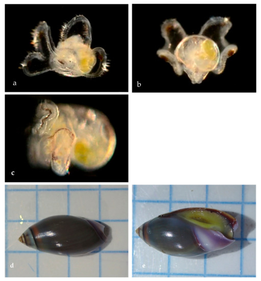 Diversity and Life-Cycle Analysis of Pacific Ocean Zooplankton by ...