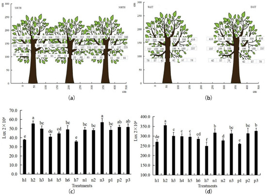 Branch Growth, Leaf Canopies and Photosynthetic Responses of Zizyphus ...