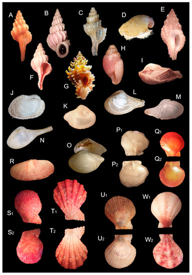 Diversity | Free Full-Text | New Deep-Sea Molluscan Records from ...