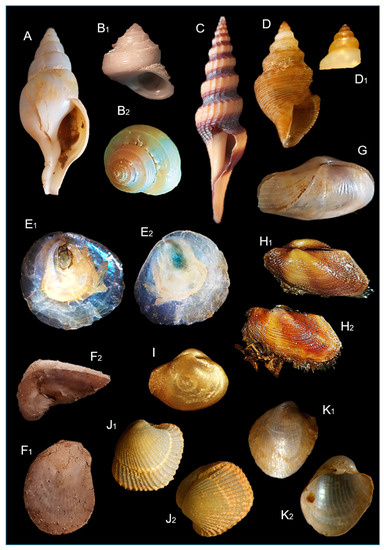 Diversity | Free Full-Text | New Deep-Sea Molluscan Records from ...