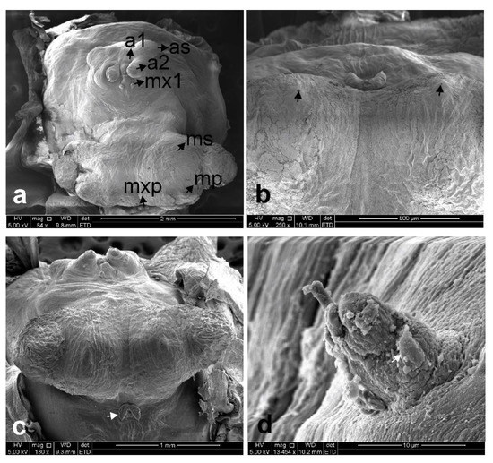 Morphology of Three Sphyrion (Copepoda: Siphonostomatoida: Sphyriidae ...