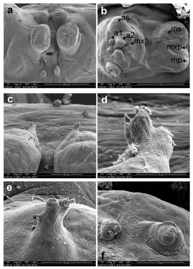 Morphology of Three Sphyrion (Copepoda: Siphonostomatoida: Sphyriidae ...