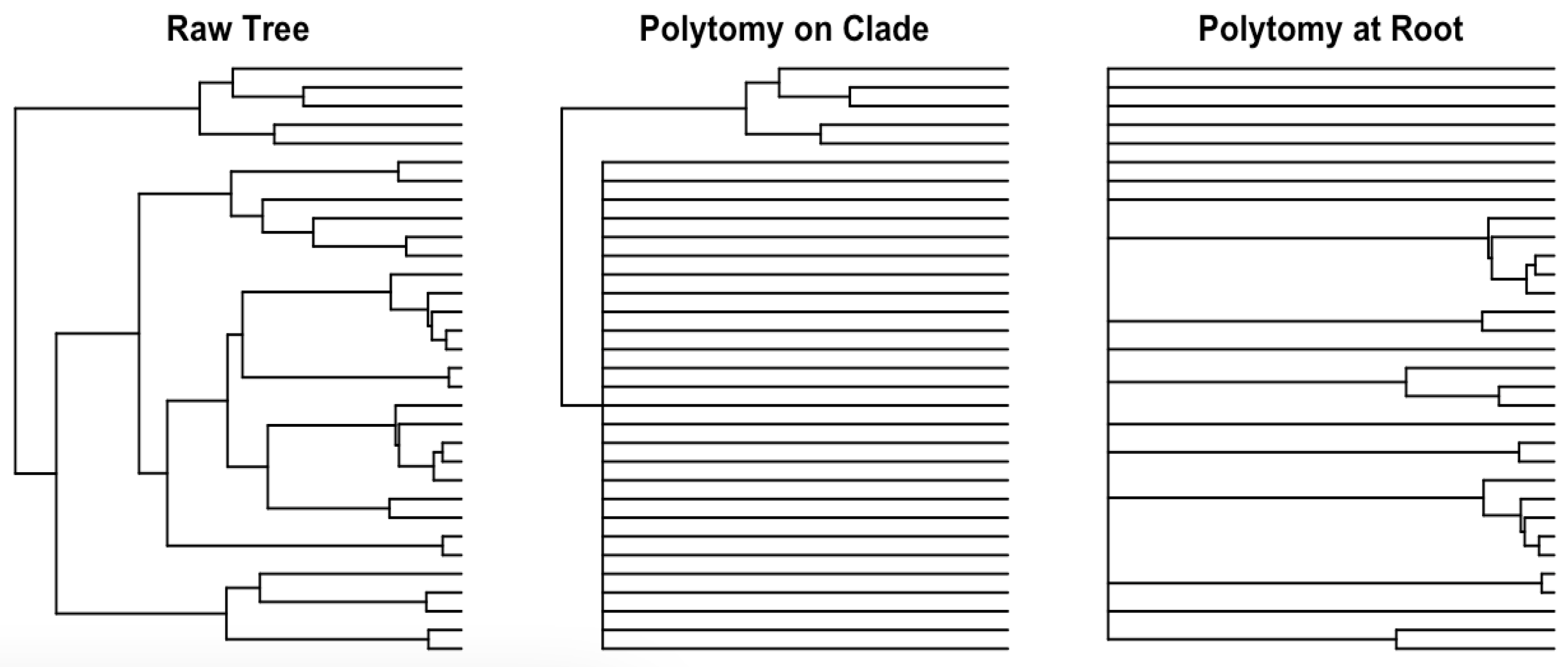 Diversity | Free Full-Text | Effect of Polytomy on the Parameter ...
