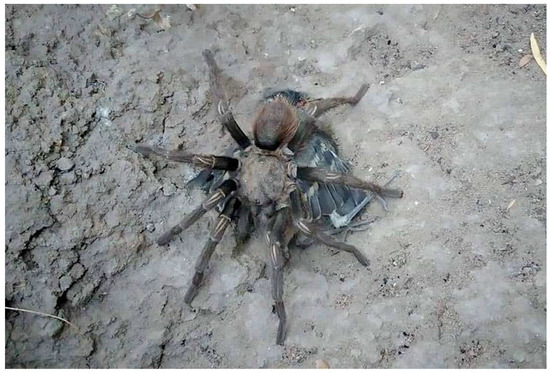 First Predation Record of a Tarantula (Euathlus sp., Theraphosidae) on ...