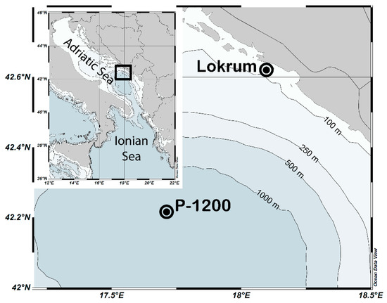 Dolioletta advena sp. nov., a New Species of Doliolid (Tunicata ...