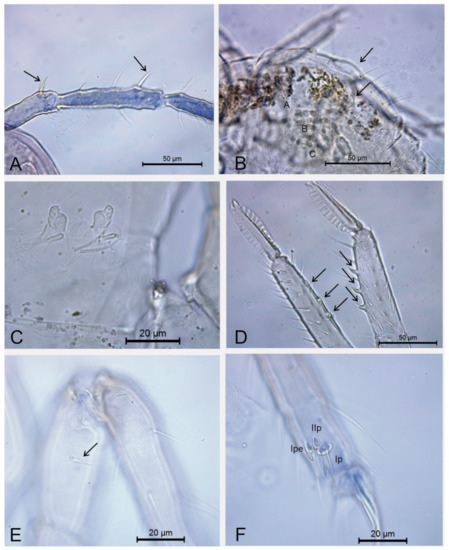 Diversity | Free Full-Text | A New Genus of Sminthurididae (Collembola ...