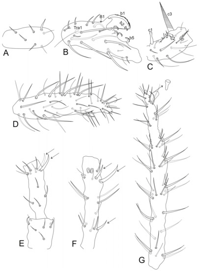 Diversity | Free Full-Text | A New Genus of Sminthurididae (Collembola ...