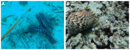 A Review of the Giant Triton (Charonia tritonis), from Exploitation to ...